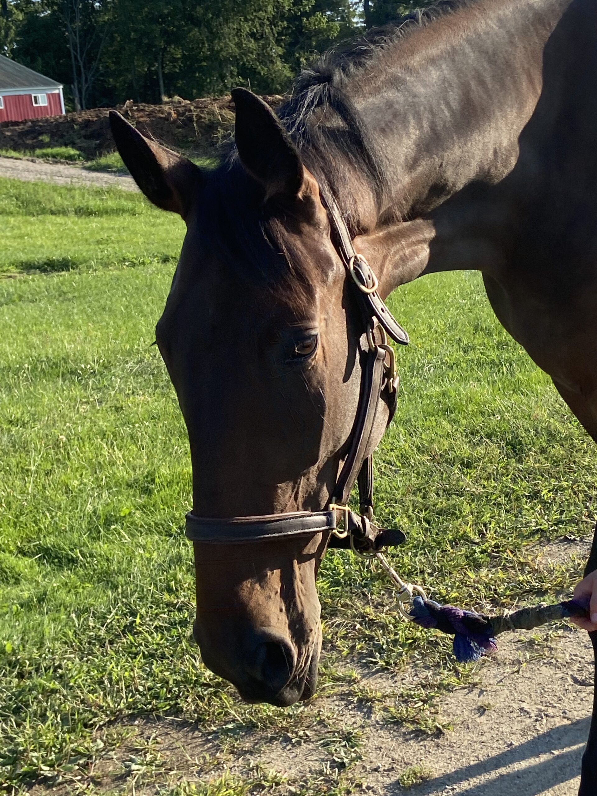 Blue Rabbit's Merger with Wedgewood - Maine Technology Institute